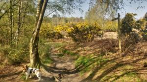 Across Sussex on the New Lipchis Way | wildpilgrims